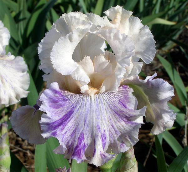 Creative Confusion – Sutton Iris