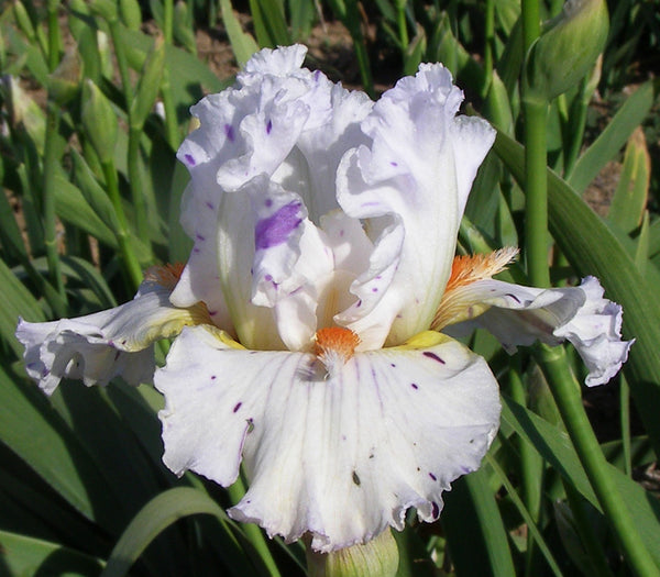 Don't Doubt Dalton – Sutton Iris
