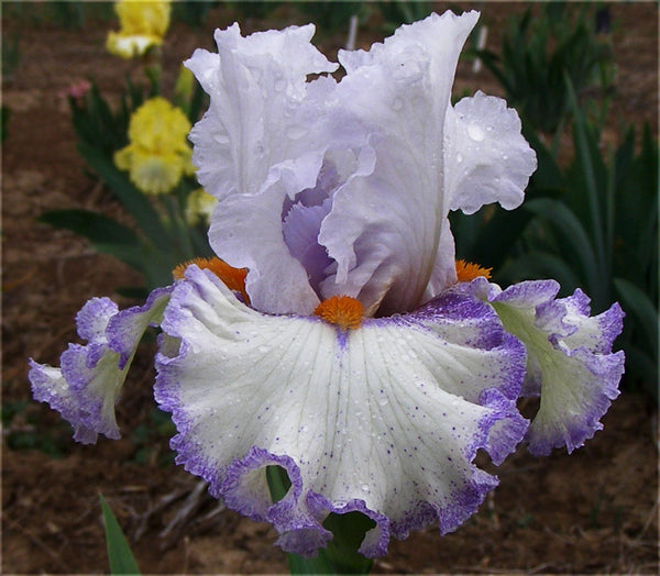 Embrace – Sutton Iris