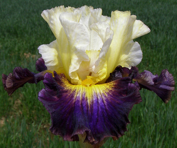 Flash of Brilliance Iris – Sutton Iris