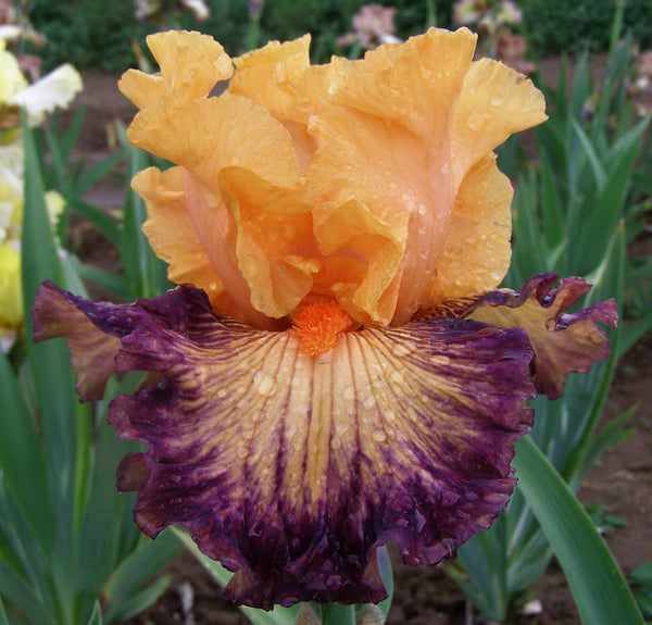 Focused Energy – Sutton Iris