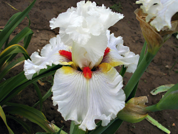 Frozen Fire – Sutton Iris