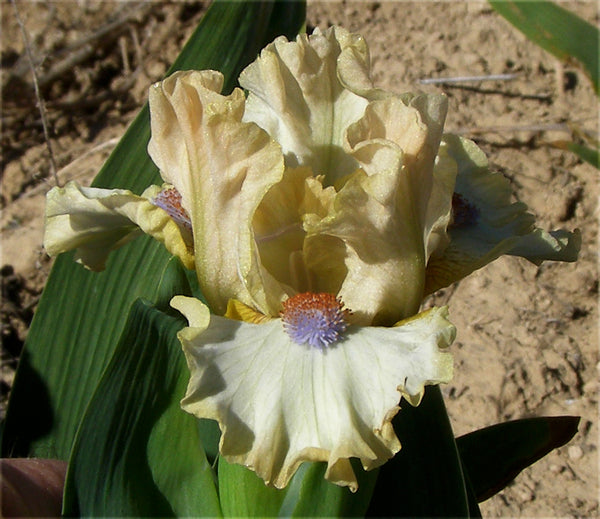 Lemon Lime – Sutton Iris