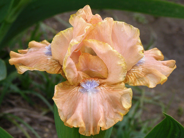 Golden Apricot Iris – Sutton Iris