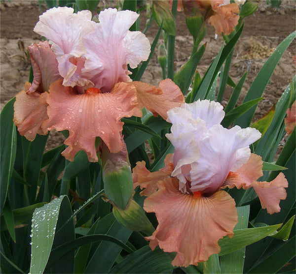 Handful of Magic – Sutton Iris