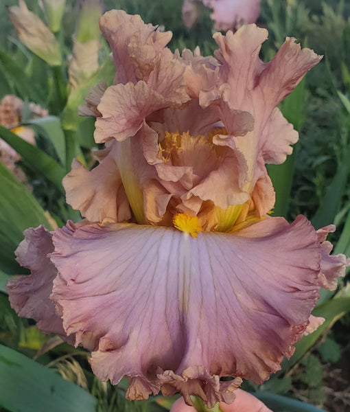 Honey Pie – Sutton Iris