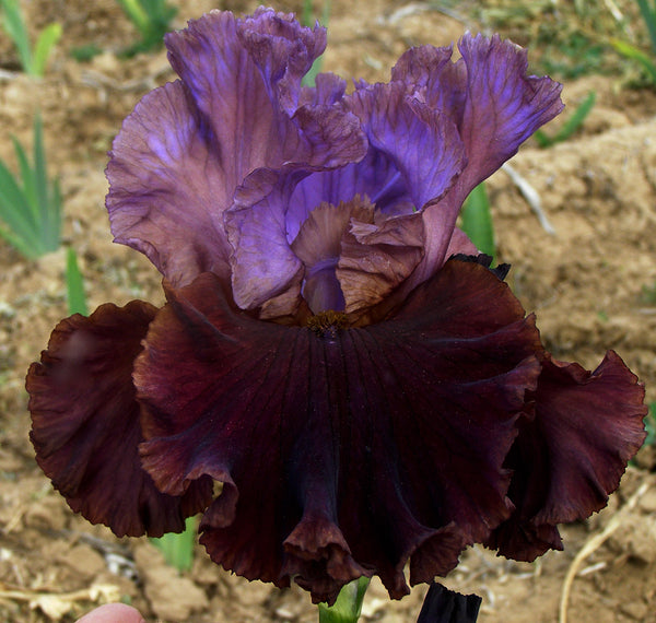 Huckleberry Pie – Sutton Iris