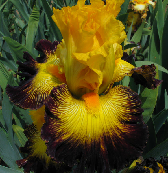 Light Switch – Sutton Iris