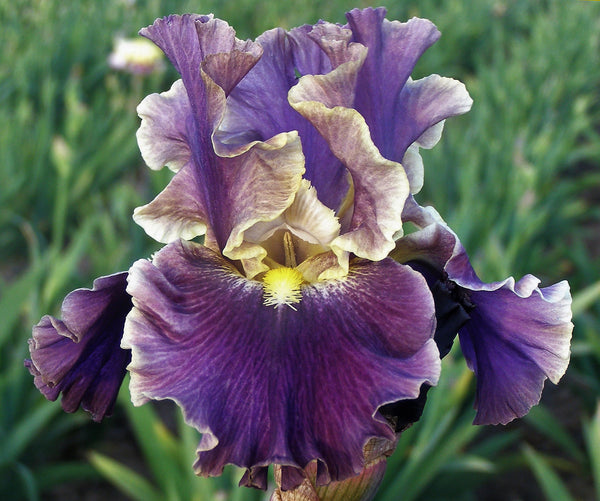 Luminate – Sutton Iris