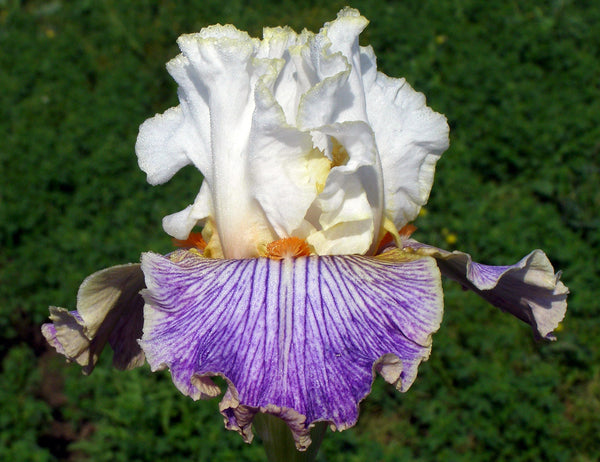 Magic Happens – Sutton Iris