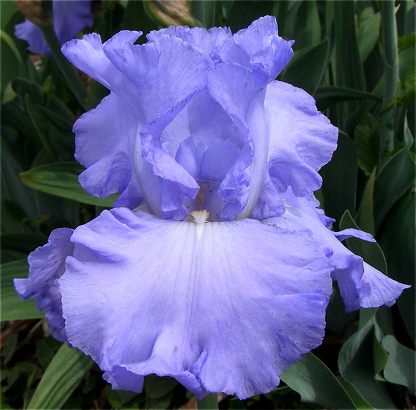 Open Ocean – Sutton Iris