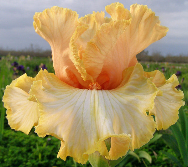 Orangelo Iris – Sutton Iris