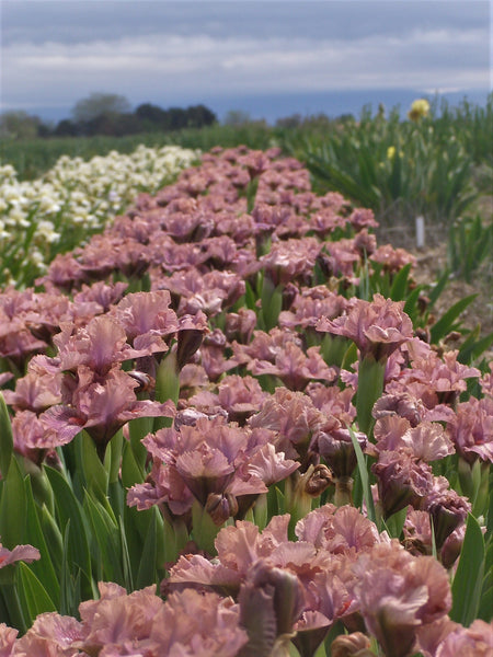 Raspberry Ice – Sutton Iris