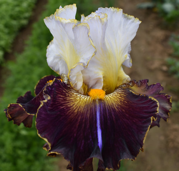 Perfect Wife – Sutton Iris