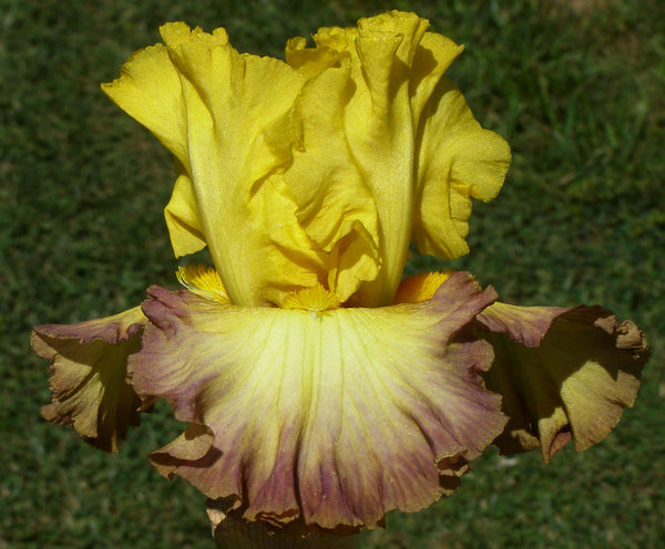 Pacific Crest – Sutton Iris