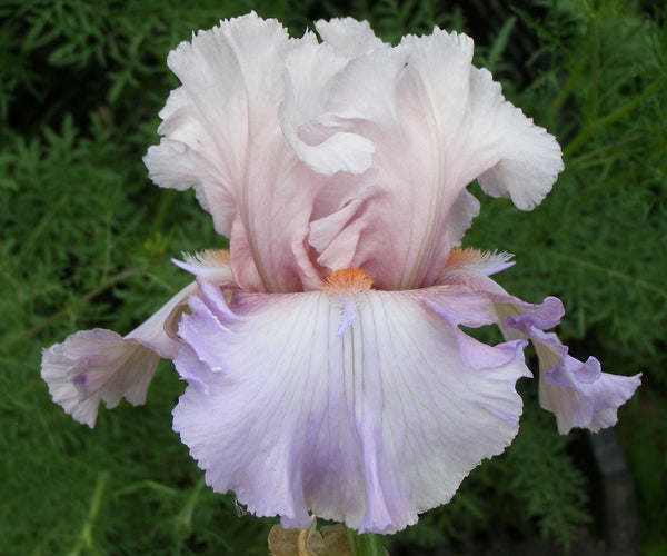 Pastel Point – Sutton Iris