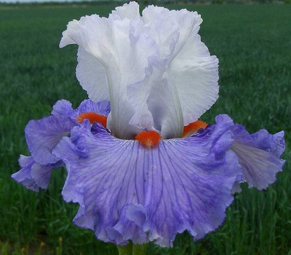 True Patriot – Sutton Iris