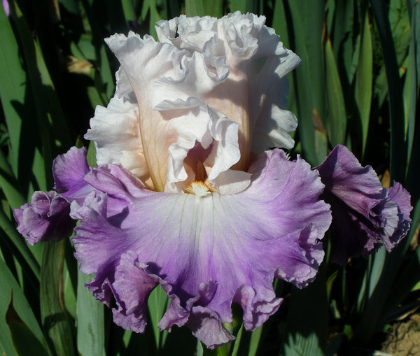 Power Ballad – Sutton Iris