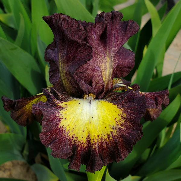 Power Within – Sutton Iris