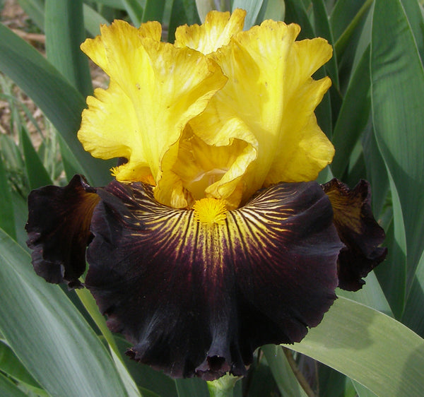 Powerful – Sutton Iris