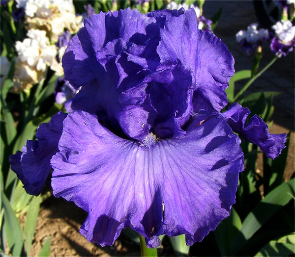 Raging River – Sutton Iris