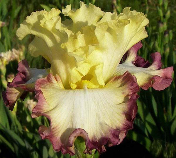 Roseberry Ridge – Sutton Iris