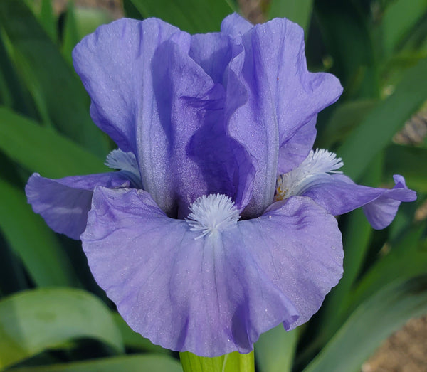 Rounded Up – Sutton Iris