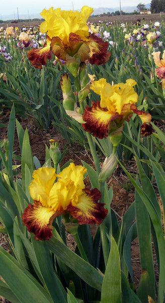 Ruby Fusion – Sutton Iris