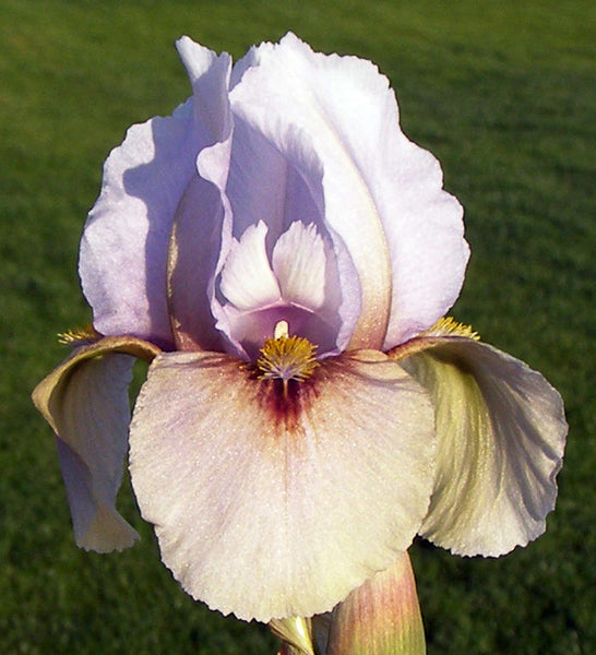 Runway – Sutton Iris