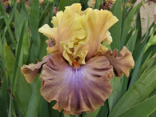 Show Your Colors – Sutton Iris