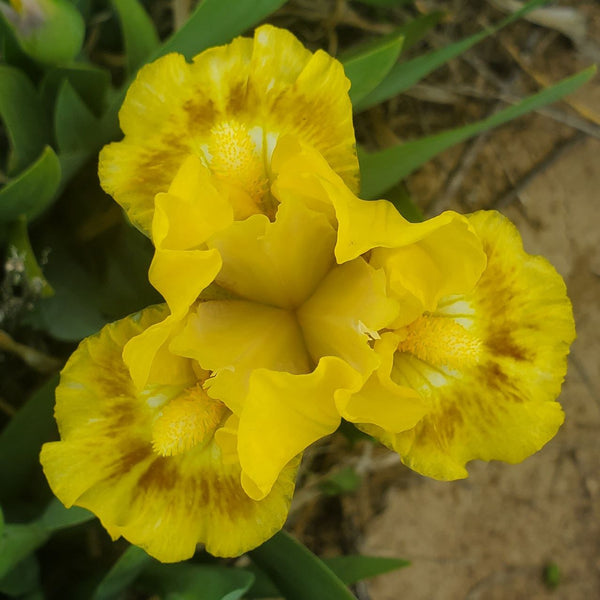 Stone Ground – Sutton Iris