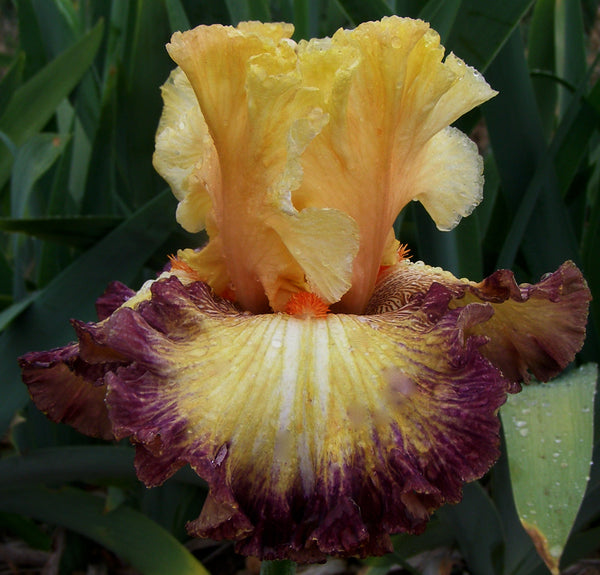Sunset Beauty – Sutton Iris