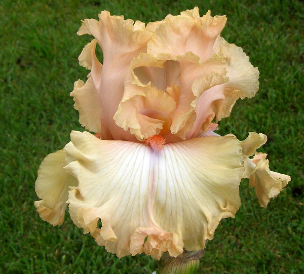 Sweet Latte – Sutton Iris