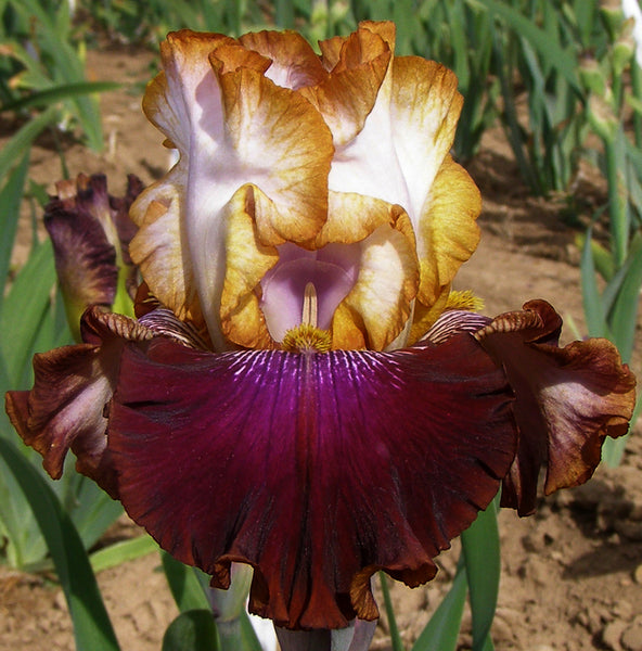 Top Line – Sutton Iris