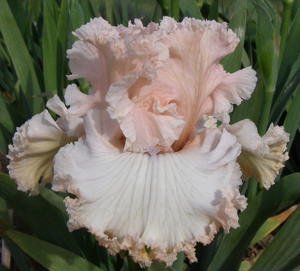 Unfailing Love – Sutton Iris