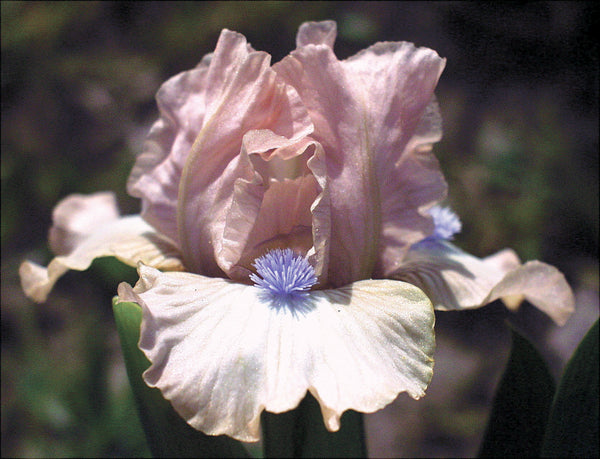 Ahwahnee Princess Standard Dwarf Bearded Iris – Sutton Iris