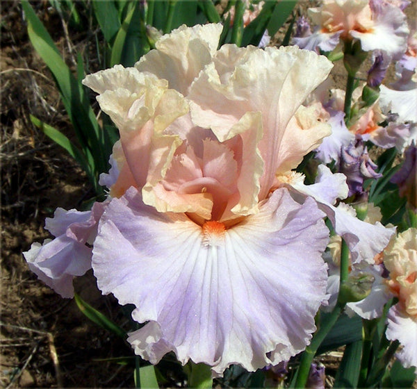 Blush Of Pink – Sutton Iris