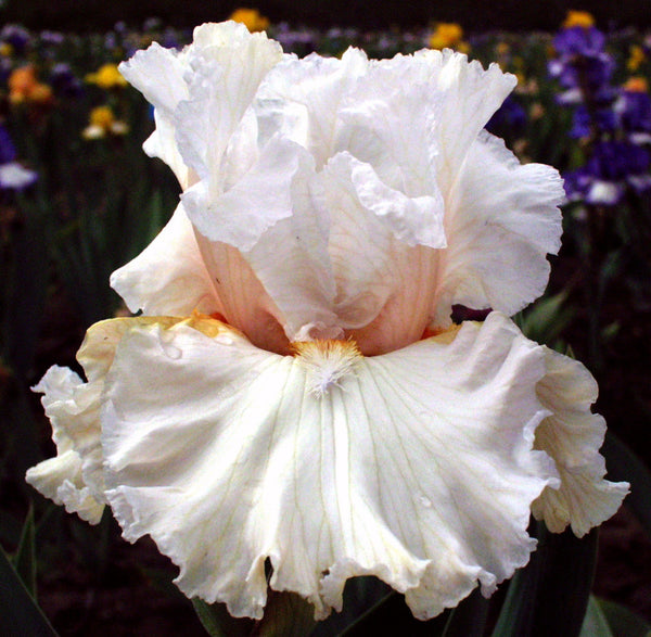 Bride's Blush Tall Bearded Iris – Sutton Iris