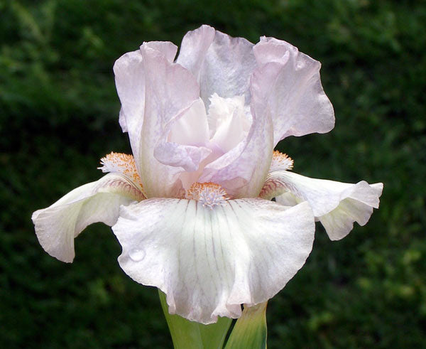 Cassady Anne Iris – Sutton Iris