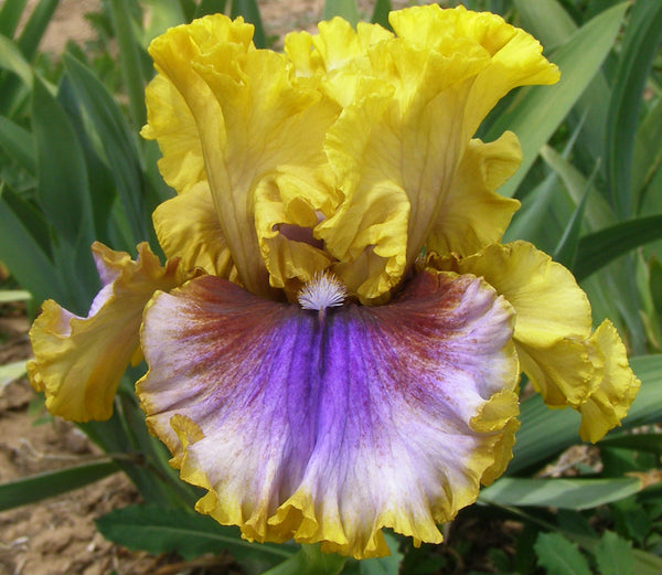 Color Mash – Sutton Iris