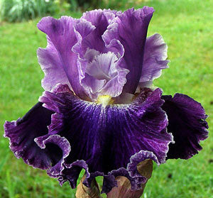 Duplication Iris – Sutton Iris