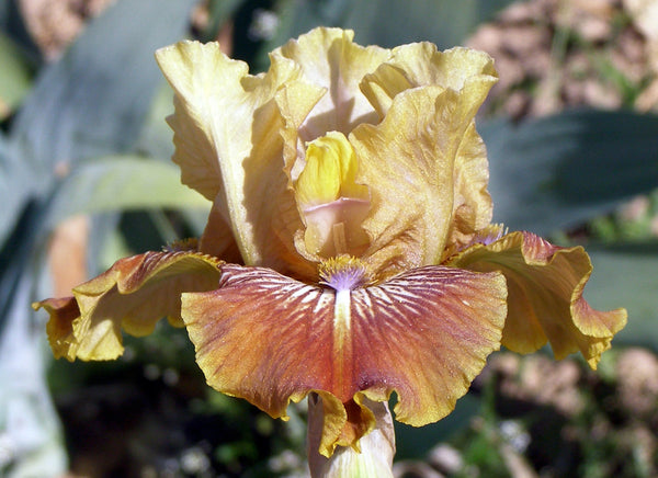 Fall Decor Iris – Sutton Iris