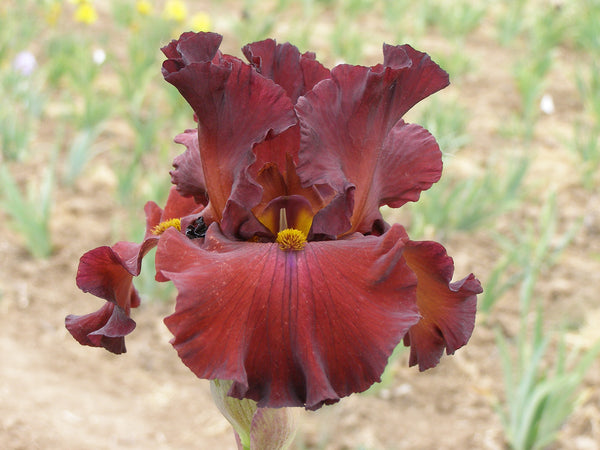 Grateful Red – Sutton Iris