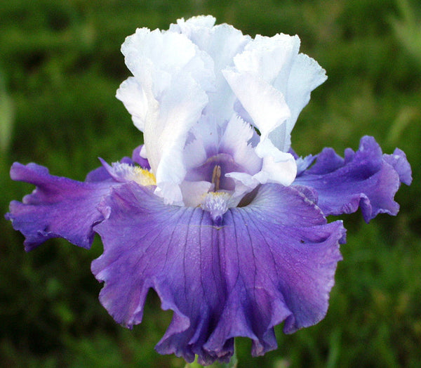 Masterwork Iris – Sutton Iris