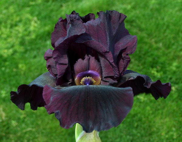 Midnight Run Iris – Sutton Iris