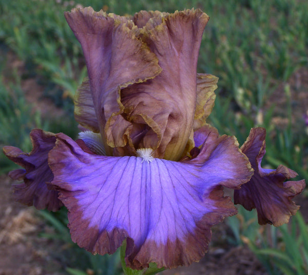 Molokini Iris – Sutton Iris