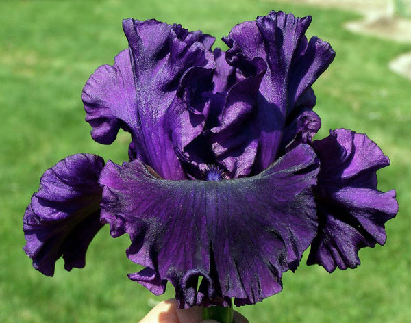 Noble Gesture Iris – Sutton Iris