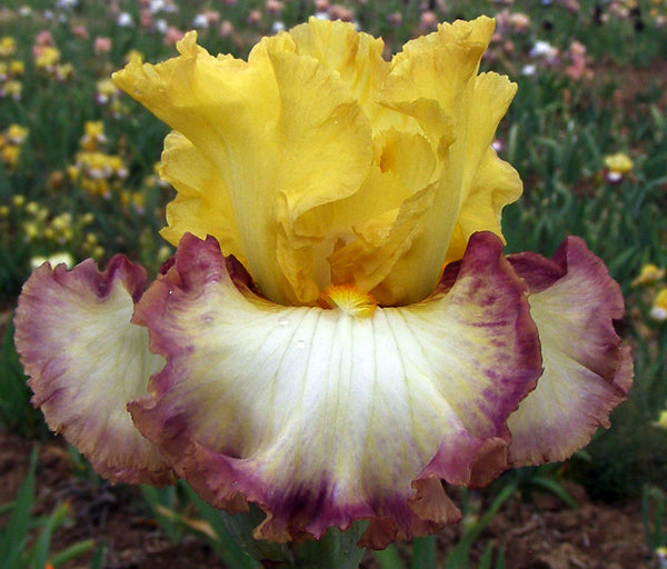 Outer Rings Iris – Sutton Iris
