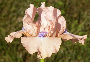 Poignant Iris – Sutton Iris