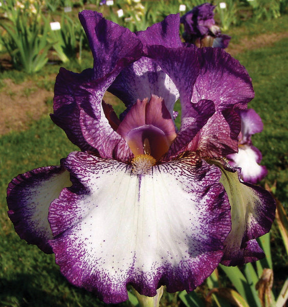 Raspberry Frost – Sutton Iris